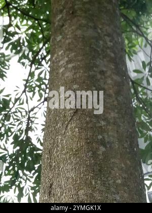 Sumatran Flying Dragon (Draco sumatranus Stock Photo - Alamy