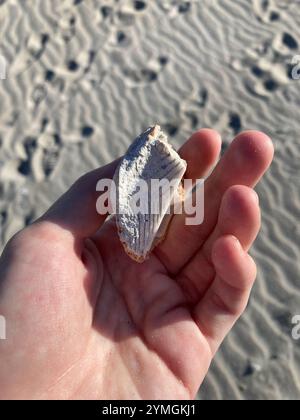 Turkey Wing (Arca zebra Stock Photo - Alamy