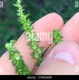 Cuban copperleaf (Acalypha setosa Stock Photo - Alamy