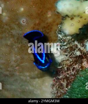 Springeri Dottyback, Blue-Striped Dottyback (Pseudochromis springeri ...