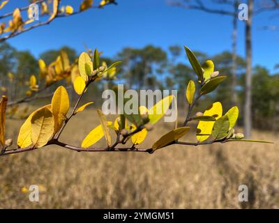 Pondspice (Litsea aestivalis Stock Photo - Alamy