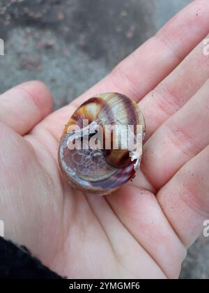 Turkish Snail (Helix lucorum Stock Photo - Alamy