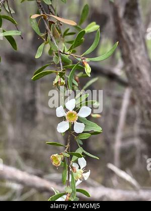 Paperbark Tea Tree (Gaudium trinervium Stock Photo - Alamy