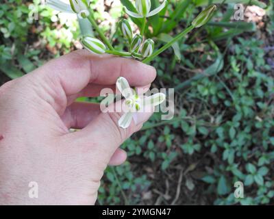 Thick Slime-lily (Albuca setosa Stock Photo - Alamy