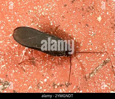 Red-headed Cockroach (Deropeltis erythrocephala) Insecta Stock Photo ...