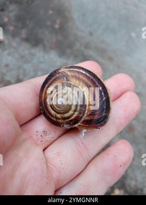 Turkish Snail (Helix lucorum Stock Photo - Alamy