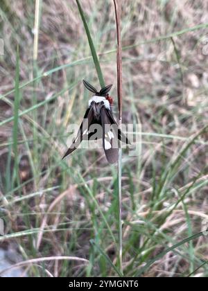 Grote's buckmoth (Hemileuca grotei Stock Photo - Alamy