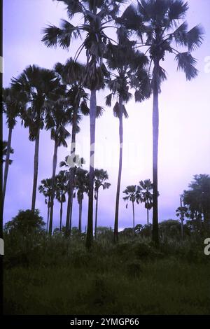 borassus palm (Borassus aethiopum Stock Photo - Alamy