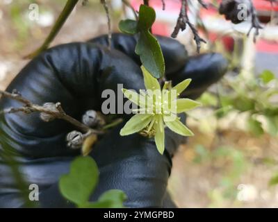 Forster's Clematis (Clematis forsteri Stock Photo - Alamy