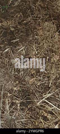 Salmon-striped Frog (Limnodynastes salmini Stock Photo - Alamy