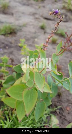 Digger's Speedwell (Veronica perfoliata Stock Photo - Alamy