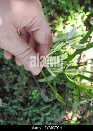 Thick Slime-lily (Albuca setosa Stock Photo - Alamy