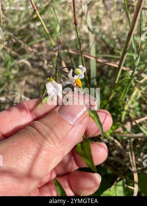 Texas nightshade (Solanum triquetrum Stock Photo - Alamy