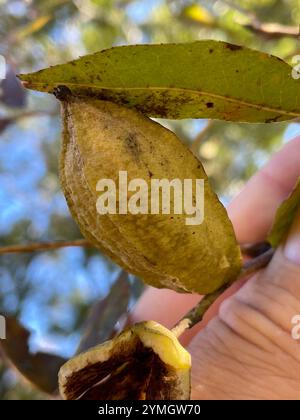 water hickory (Carya aquatica Stock Photo - Alamy