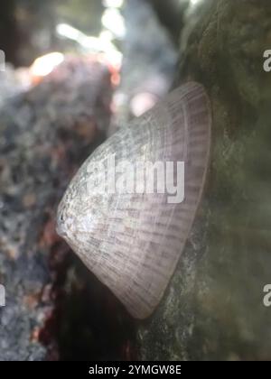 Lottiid Limpets (Lottiidae Stock Photo - Alamy