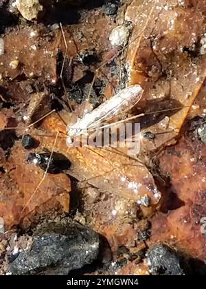 Limoniid Crane Flies (Limoniidae Stock Photo - Alamy