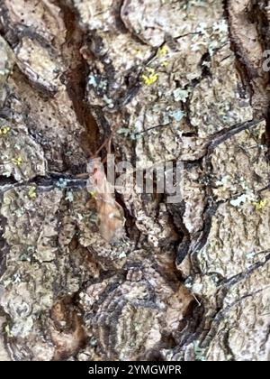 Narrow-waisted Wasps, Ants, and Bees (Apocrita Stock Photo - Alamy