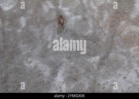 Trigs, Sword-tailed Crickets, and Ground Crickets (Trigonidiidae Stock ...