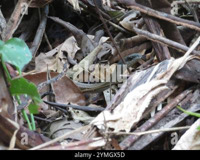 Boddaert's Tropical Racer (Mastigodryas boddaerti), Venezuela Stock ...