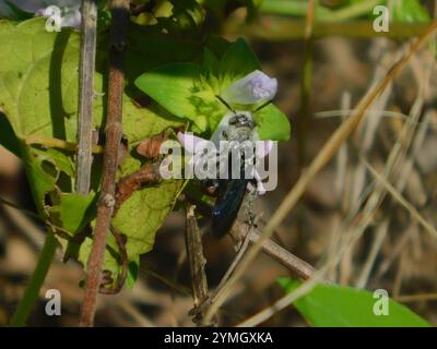 Caribbean scoliid wasp (Dielis dorsata Stock Photo - Alamy