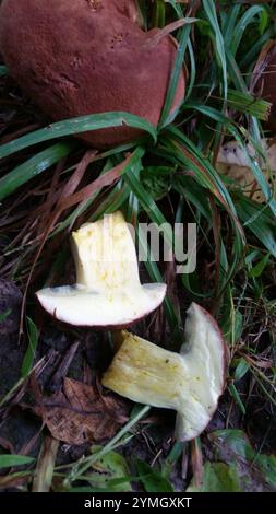 two-colored bolete (Baorangia bicolor Stock Photo - Alamy