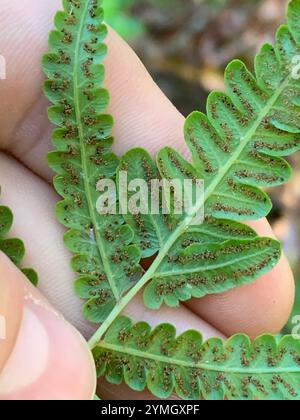 Swamp Shield-fern (Cyclosorus interruptus Stock Photo - Alamy