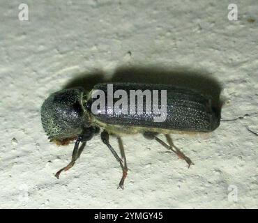 Auger Beetles (Bostrichidae Stock Photo - Alamy