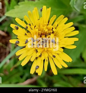 Cucujiform Beetles (Cucujiformia Stock Photo - Alamy