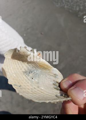 Angelwing (Cyrtopleura costata Stock Photo - Alamy