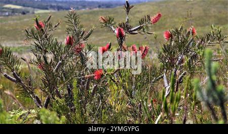 Narrow-leaved Bottlebrush (Melaleuca linearis Stock Photo - Alamy