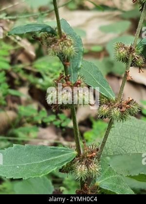 Chinese Bur (Triumfetta rhomboidea Stock Photo - Alamy