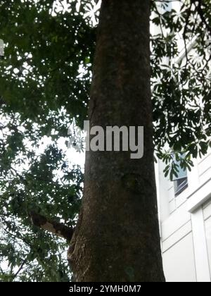 Sumatran Flying Dragon (Draco sumatranus Stock Photo - Alamy