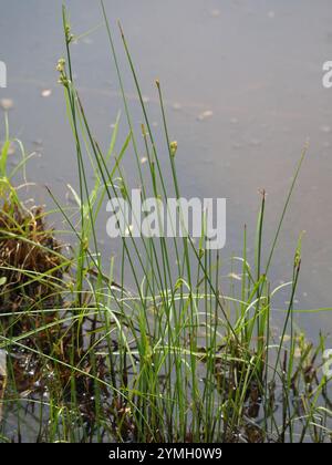 Common Fringe-rush (Fimbristylis dichotoma Stock Photo - Alamy