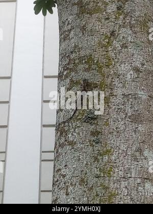 Sumatran Flying Dragon (Draco sumatranus Stock Photo - Alamy
