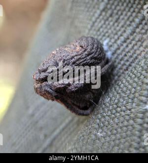 Twig Spiders (Poltys Stock Photo - Alamy