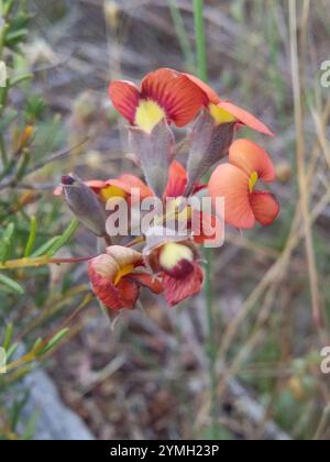 red parrot-pea (Dillwynia hispida Stock Photo - Alamy