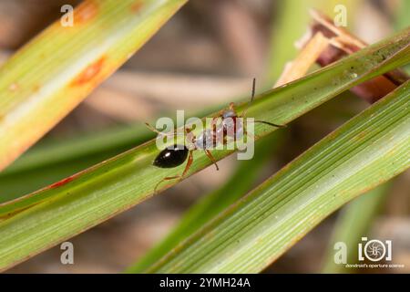 Pincer Wasps (Dryinidae Stock Photo - Alamy