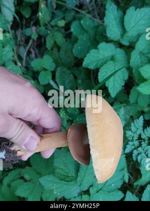 Golden Cap (Cystoderma aureum Stock Photo - Alamy