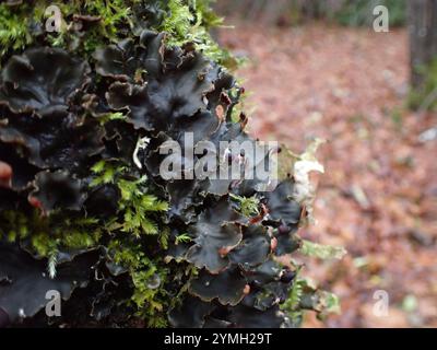 Blacksaddle pelt lichen (Peltigera neckeri) Fungi Stock Photo - Alamy