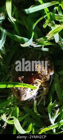 Short-footed Frog (Ranoidea brevipes Stock Photo - Alamy
