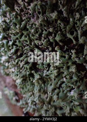 Tree Flute Lichen (Menegazzia subsimilis Stock Photo - Alamy