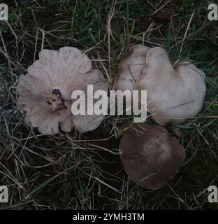 Field Blewit (Collybia personata Stock Photo - Alamy
