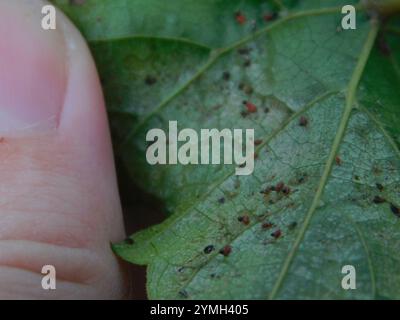 Common Thrips (Thripidae Stock Photo - Alamy
