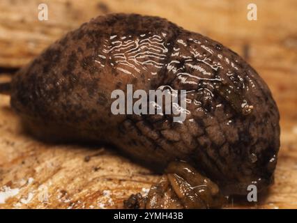 Milky Slug (Deroceras reticulatum Stock Photo - Alamy