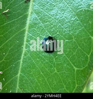 Steelblue Lady Beetle (Halmus chalybeus Stock Photo - Alamy