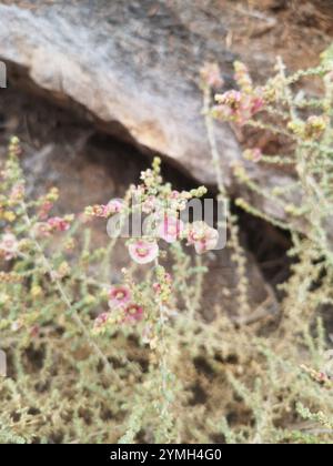 Mediterranean saltwort (Caroxylon vermiculatum Stock Photo - Alamy
