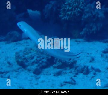 Flagtail Blanquillo (Malacanthus brevirostris Stock Photo - Alamy