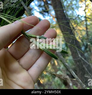 southern needleleaf airplant (Tillandsia setacea Stock Photo - Alamy