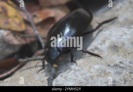 Giant Water Scavenger Beetle (Hydrophilus triangularis), Insecta, Texas ...