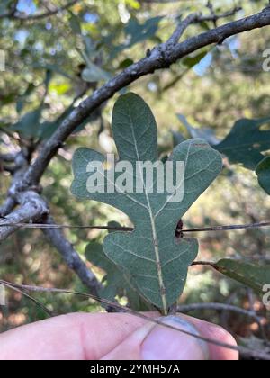sand post oak (Quercus margaretiae) Plantae Stock Photo - Alamy